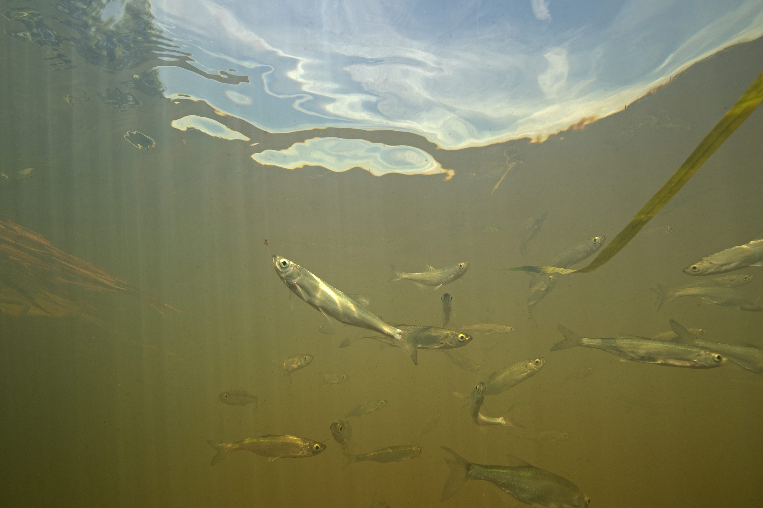 Schoon water - Waterschap Hunze en Aa's