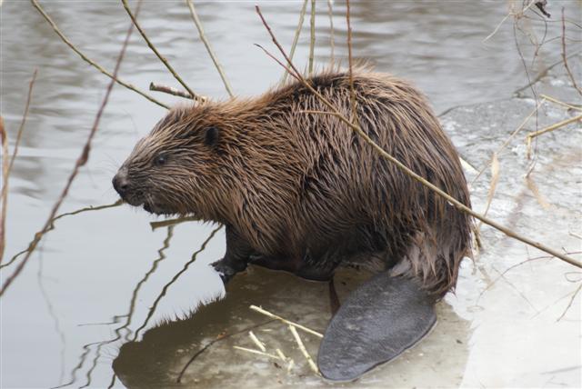 Bevers - Waterschap Hunze en Aa's